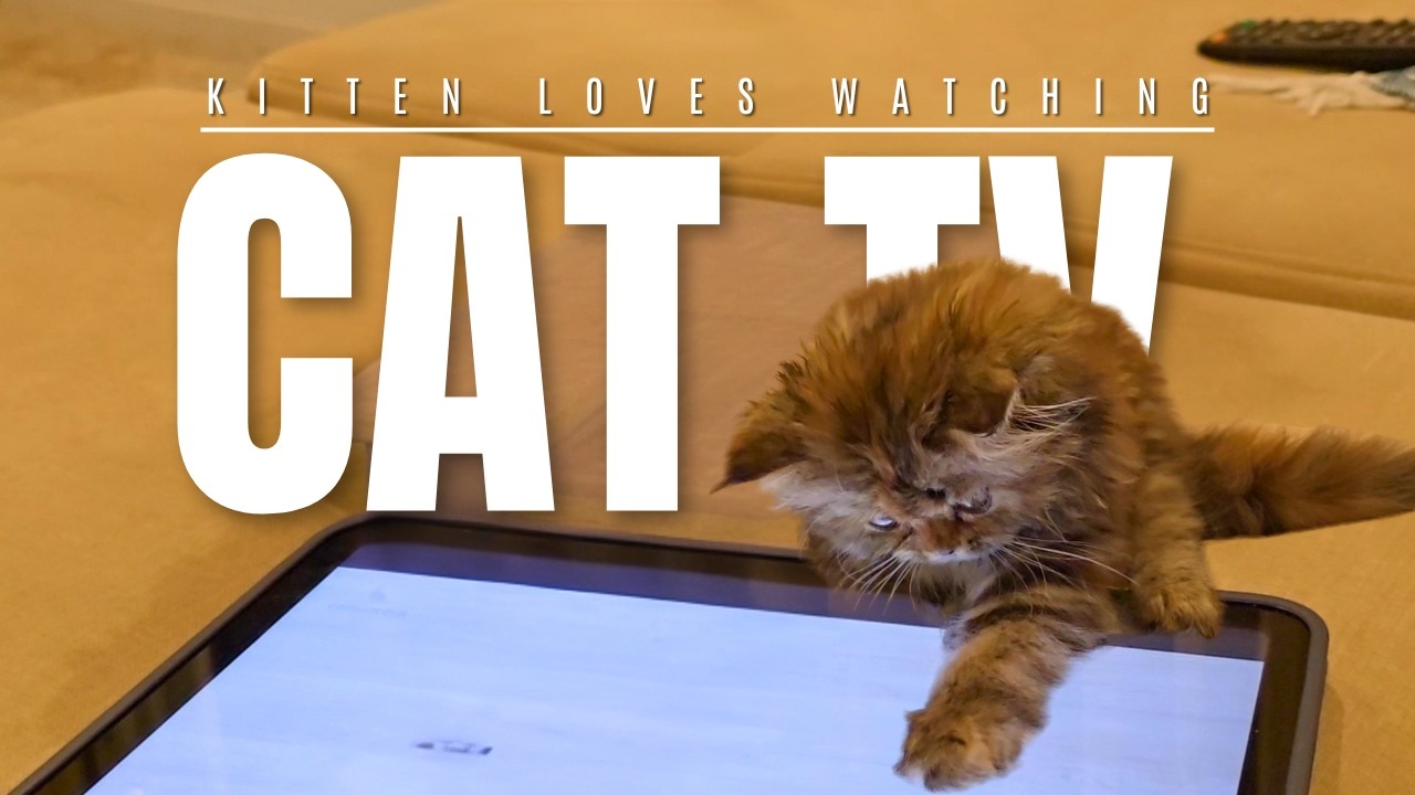 Misha's Cat TV Obsession: Is Your Kitten Hooked Too? - Youtube Shoutout